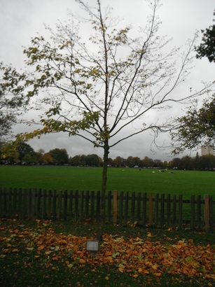 Holocaust Memorial Tree