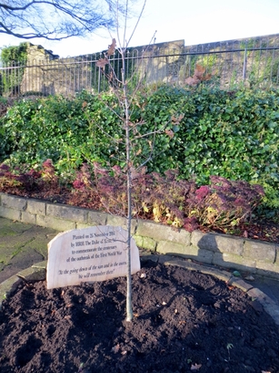 Clitheroe Memorial Tree