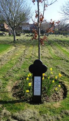 Bridport Schoolchildren WW1 Centenary Tree