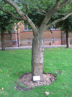 Holocaust Memorial Tree