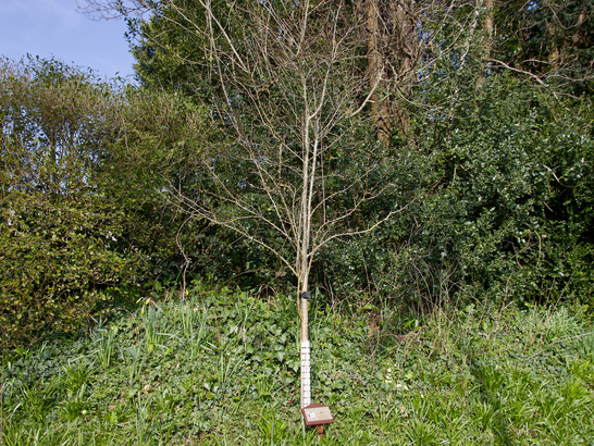 Figheldean WW1 memorial tree